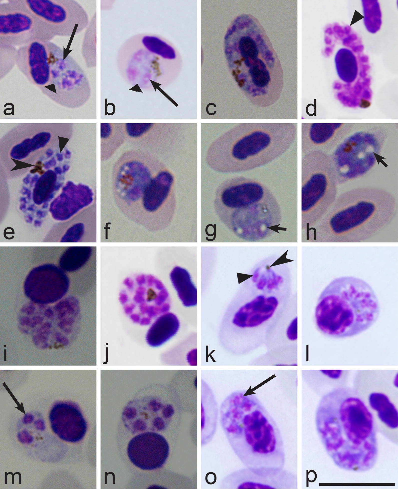 Keys to the avian malaria parasites | Malaria Journal | Full Text