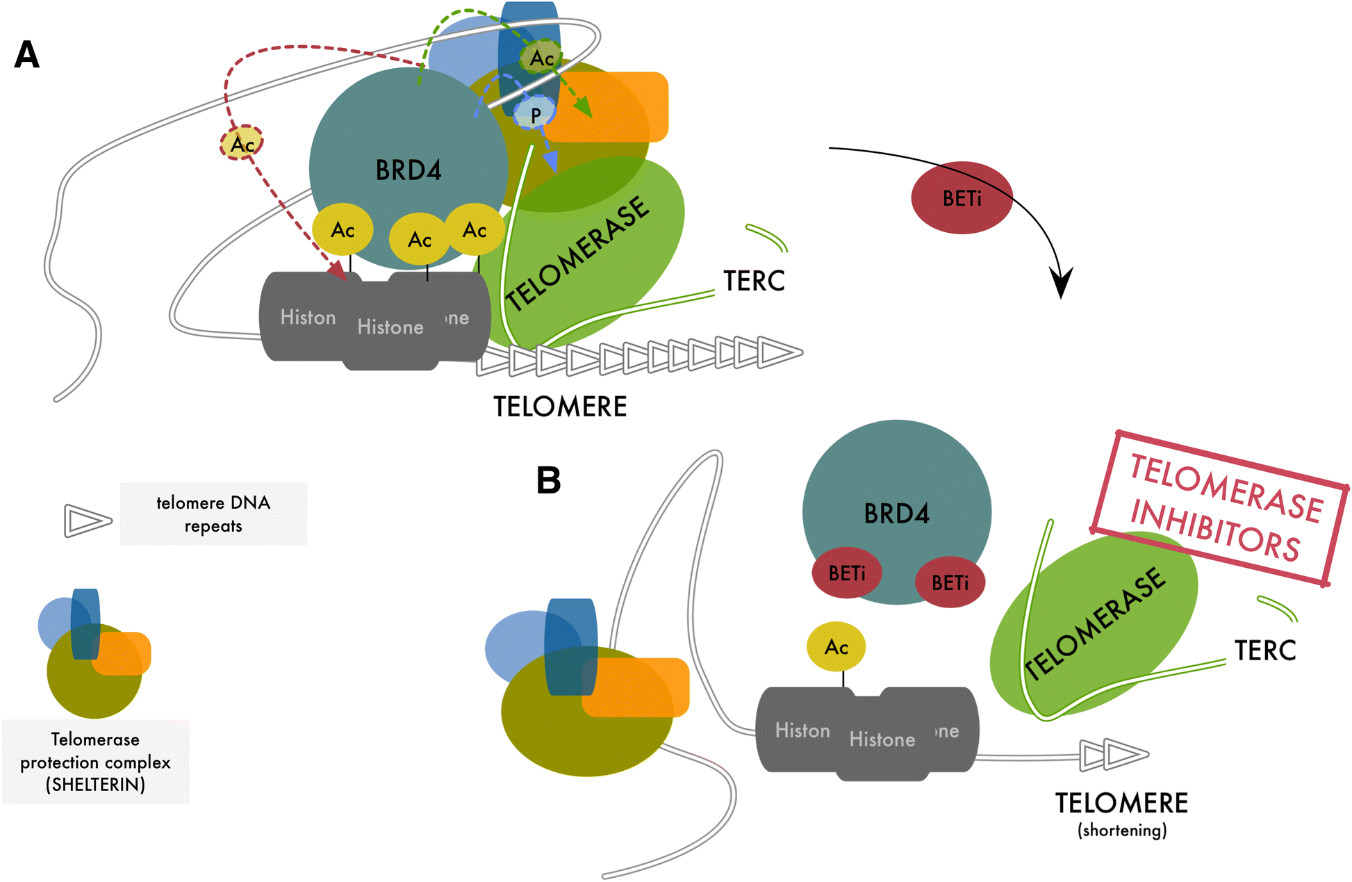 BRD4 and Cancer: going beyond transcriptional regulation | Molecular ...