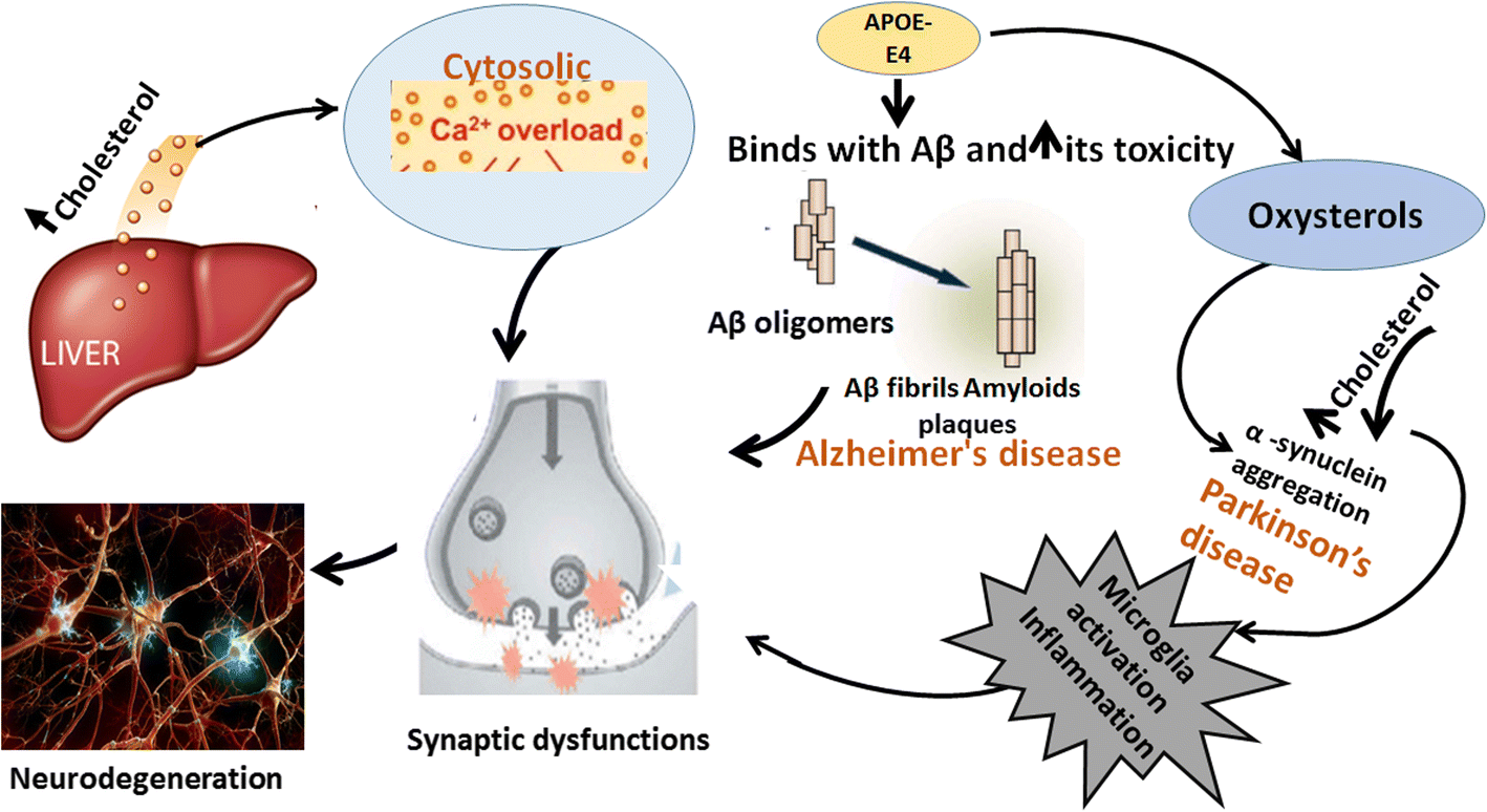 Role of cholesterol and sphingolipids in brain development and ...