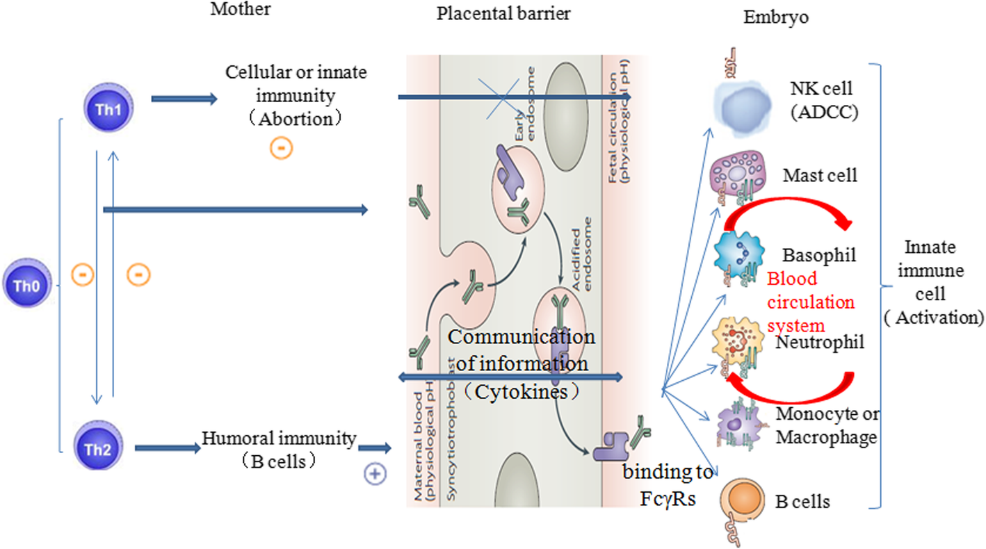 Intercellular wireless communication network between mother and fetus ...