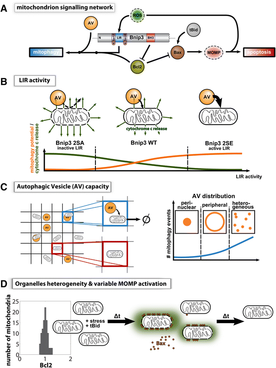 Autophagy capacity and sub-mitochondrial heterogeneity shape Bnip3 ...