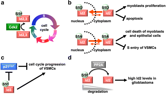 The Id-protein family in developmental and cancer-associated pathways ...