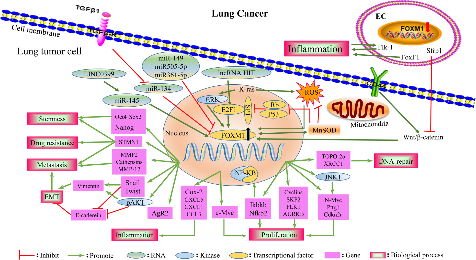 The multifaceted roles of FOXM1 in pulmonary disease | Cell ...