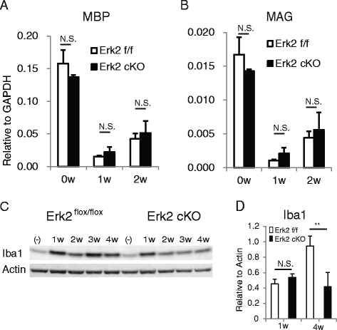 The crucial role of Erk2 in demyelinating inflammation in the central nervous system | Journal ...