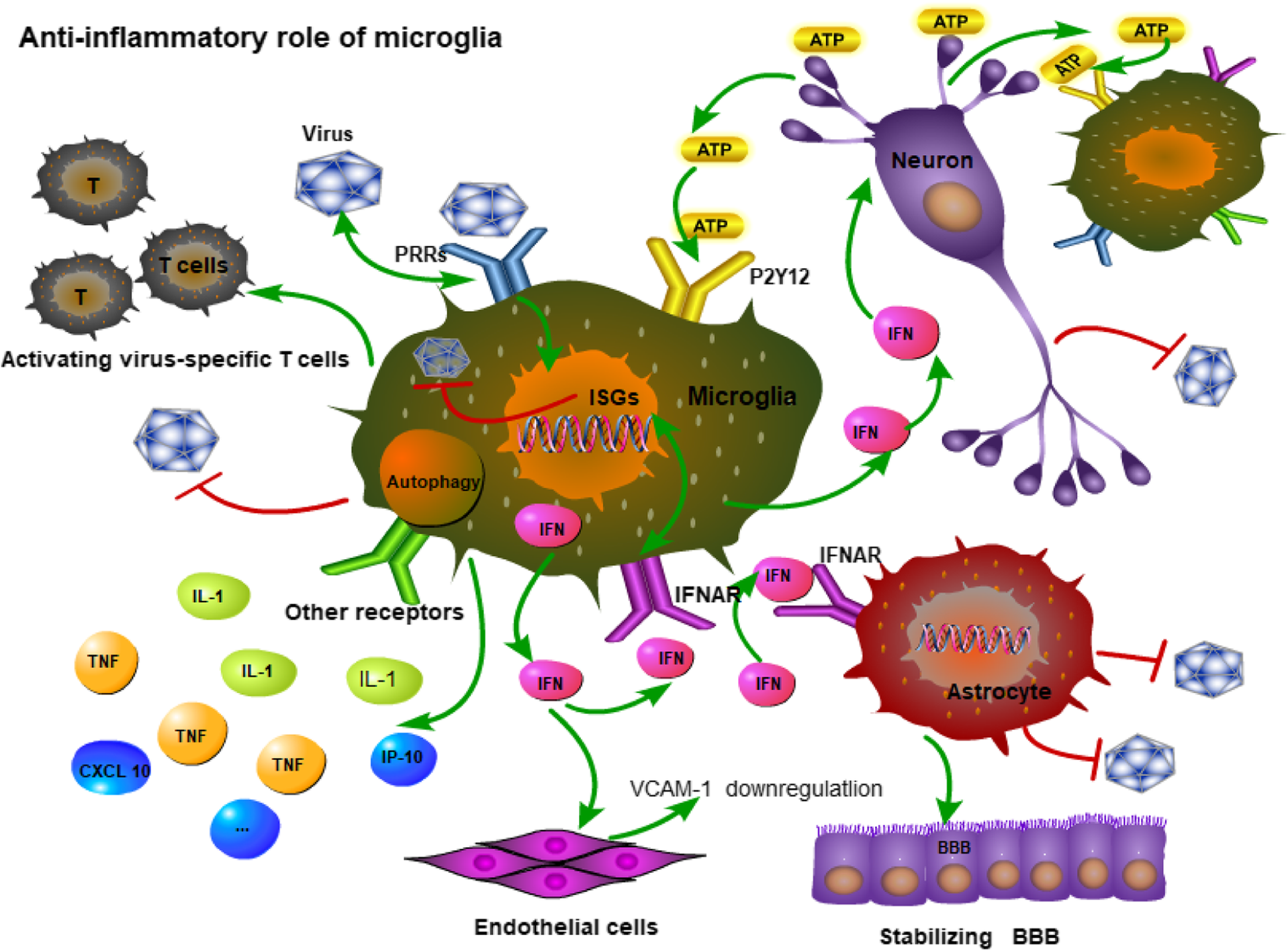 The role of microglia in viral encephalitis: a review | Journal of ...