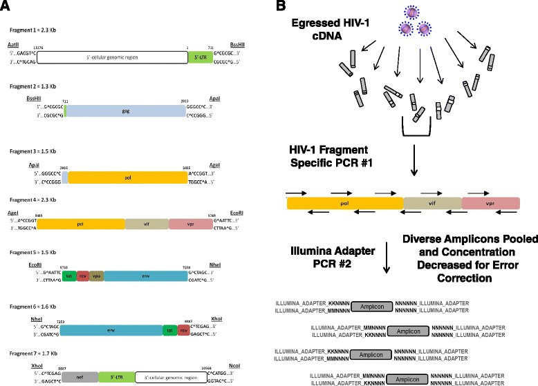 High-throughput profiling of point mutations across the HIV-1 genome ...