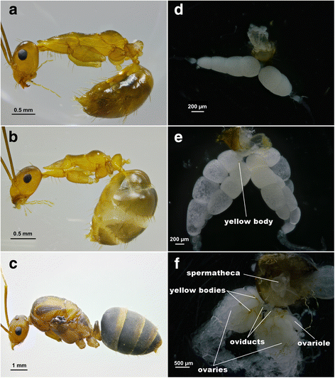Worker reproduction of the invasive yellow crazy ant Anoplolepis ...