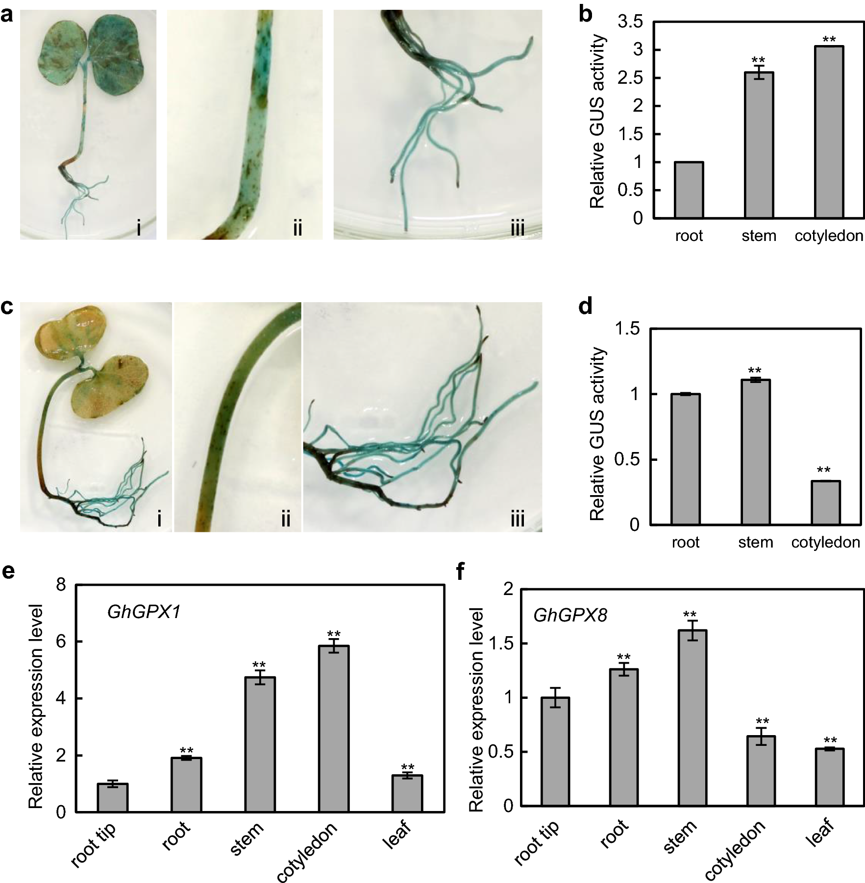A transient transformation system for gene characterization in upland ...