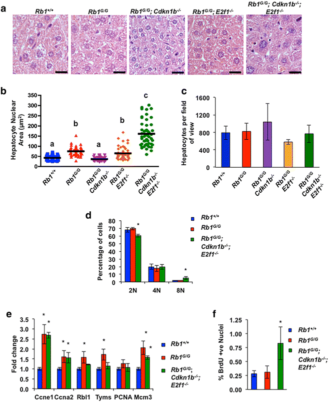 Multiple molecular interactions redundantly contribute to RB-mediated ...