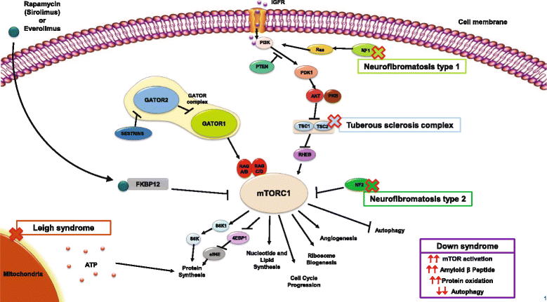 Images of MTOR - JapaneseClass.jp