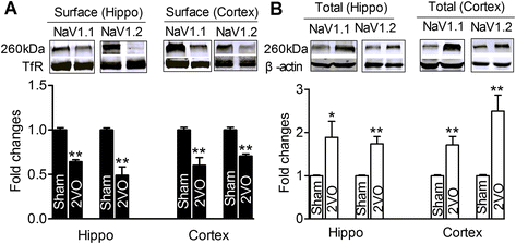 MicroRNA-9 induces defective trafficking of Nav1.1 and Nav1.2 by ...