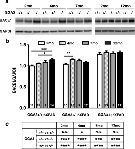 BACE1 elevation engendered by GGA3 deletion increases β-amyloid ...