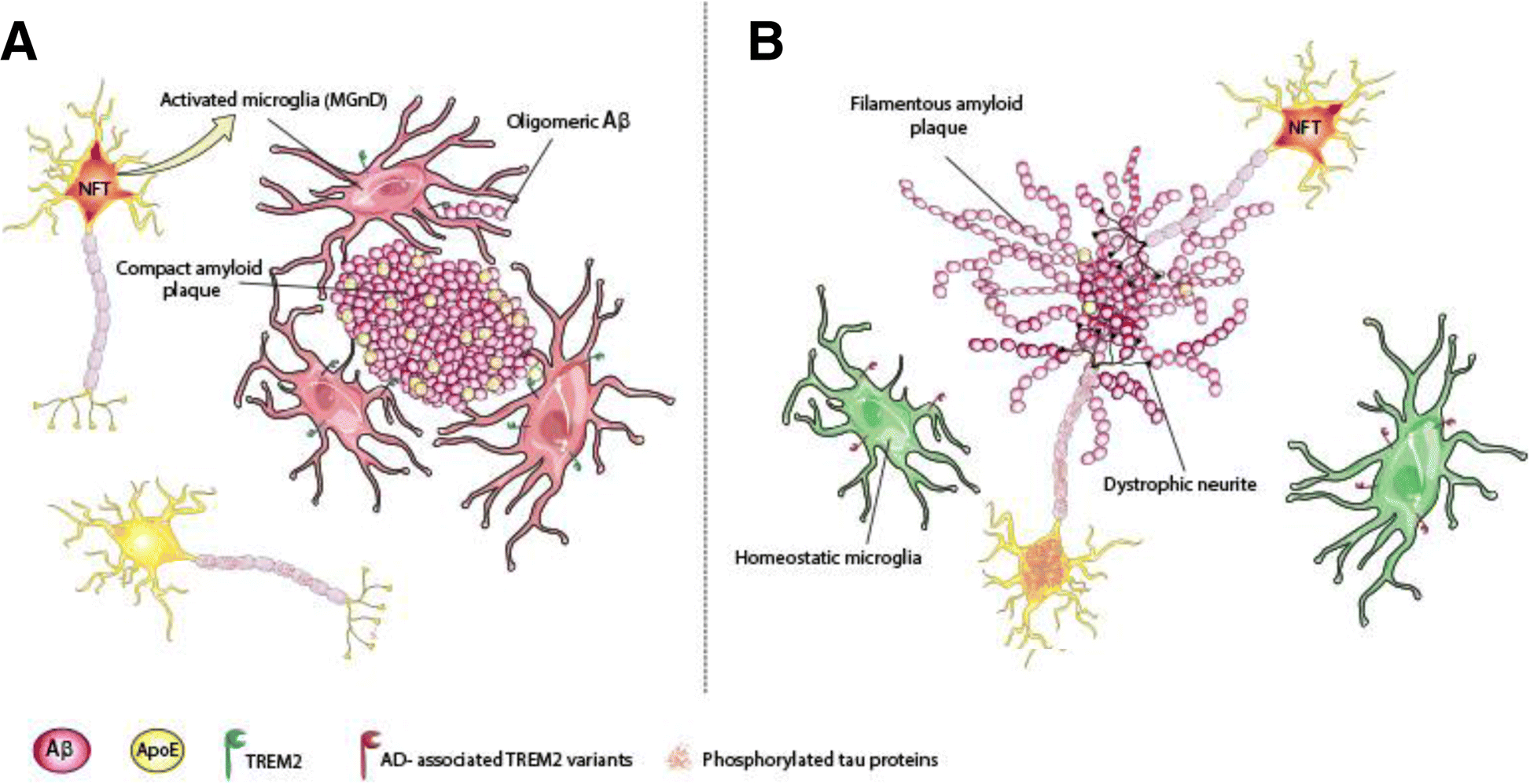 New insights into the role of TREM2 in Alzheimer’s disease | Molecular ...