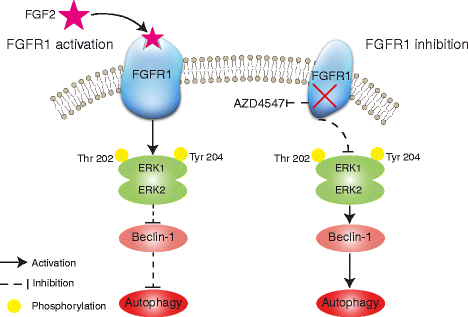 FGF2/FGFR1 regulates autophagy in FGFR1-amplified non-small cell lung ...