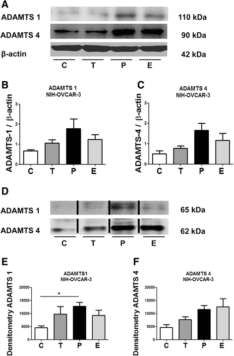 Progesterone acts via the progesterone receptor to induce adamts ...