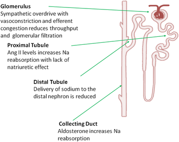 Loop diuretics in acute heart failure: beyond the decongestive relief ...