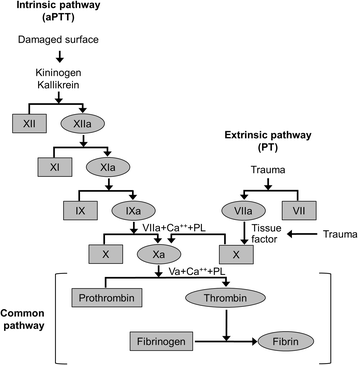 Efficacy of prothrombin complex concentrates for the emergency reversal ...