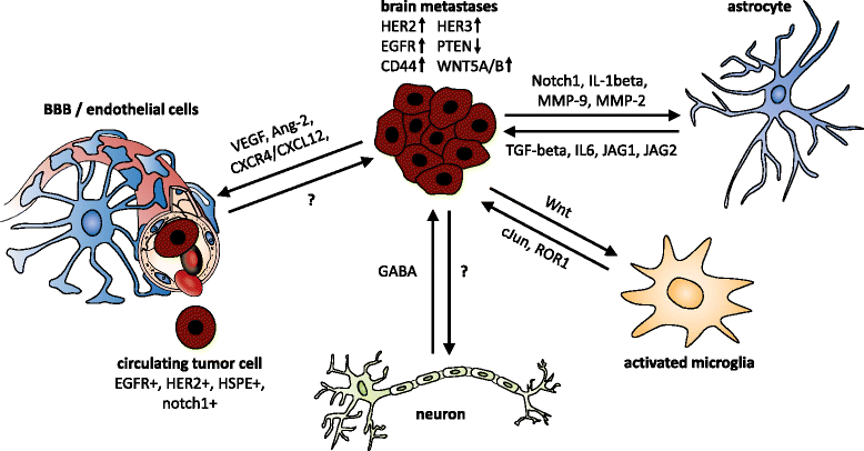 Breast cancer brain metastases: biology and new clinical perspectives ...
