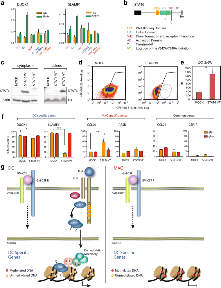 IL-4 orchestrates STAT6-mediated DNA demethylation leading to dendritic ...