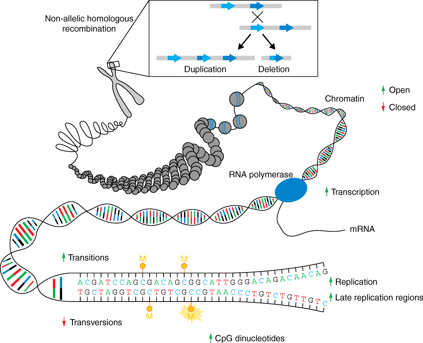 New insights into the generation and role of de novo mutations in ...