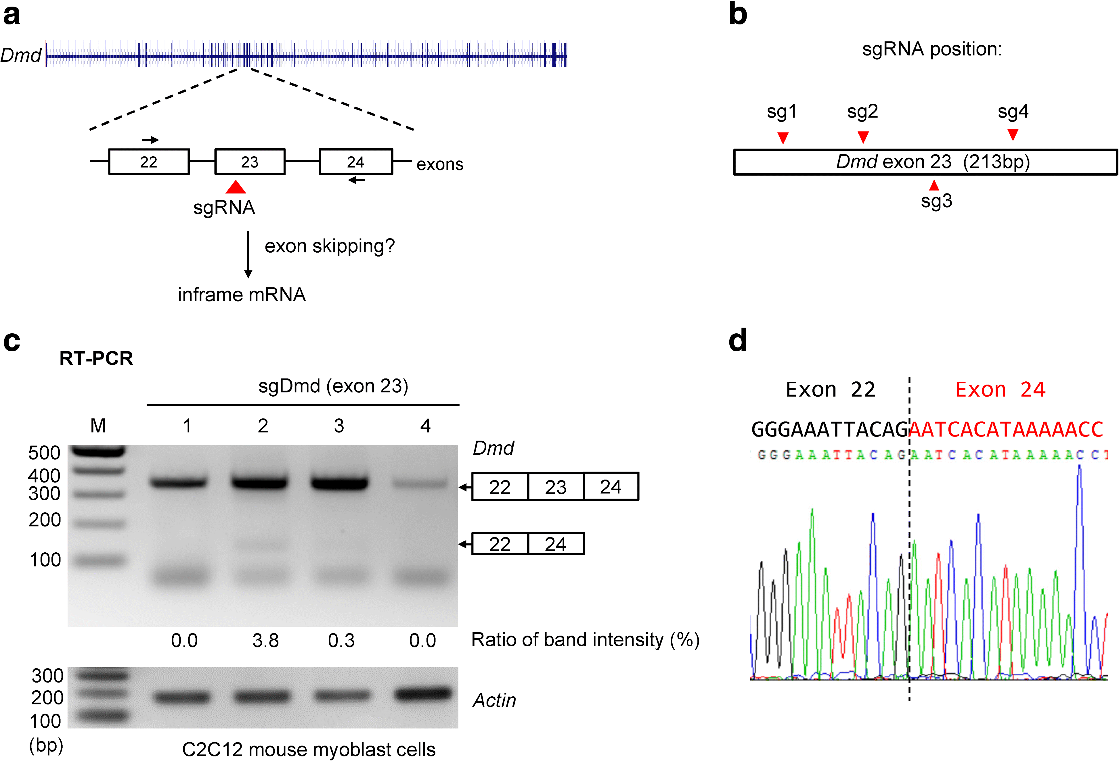 CRISPR/Cas9-mediated genome editing induces exon skipping by ...