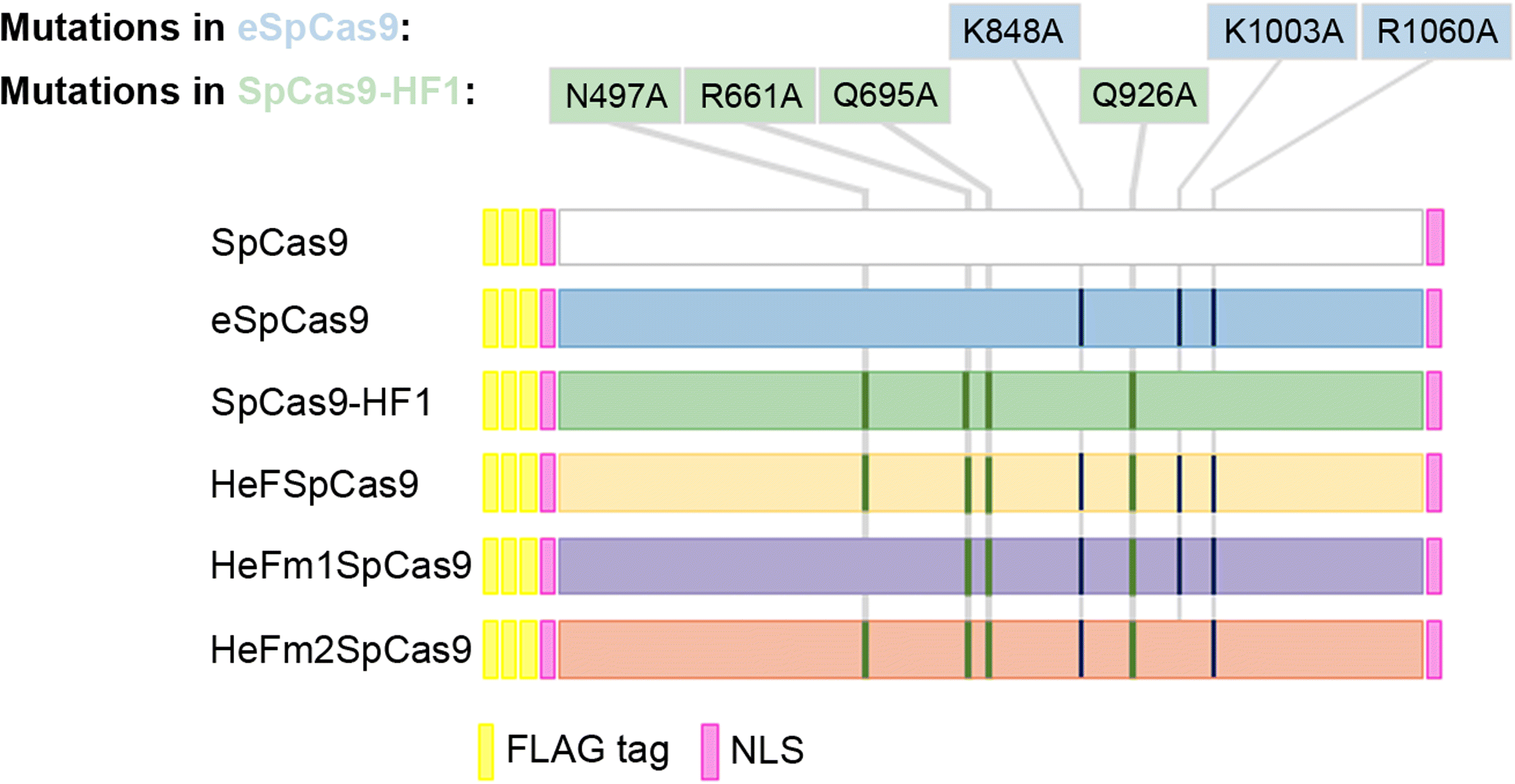 Crossing enhanced and high fidelity SpCas9 nucleases to optimize ...