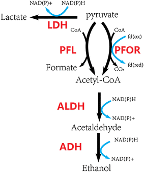 Physiological roles of pyruvate ferredoxin oxidoreductase and pyruvate ...