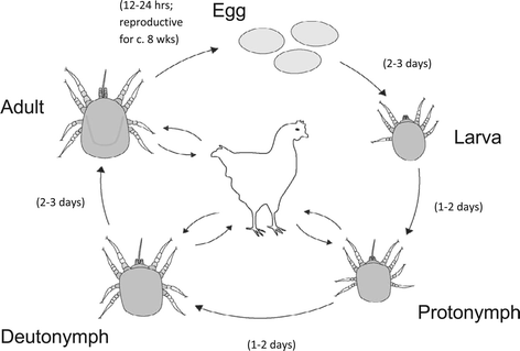 Menopon Gallinae Life Cycle Healthcare & Chickens