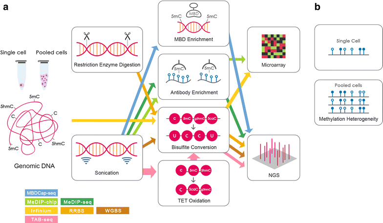 Profiling genome-wide DNA methylation | Epigenetics & Chromatin | Full Text