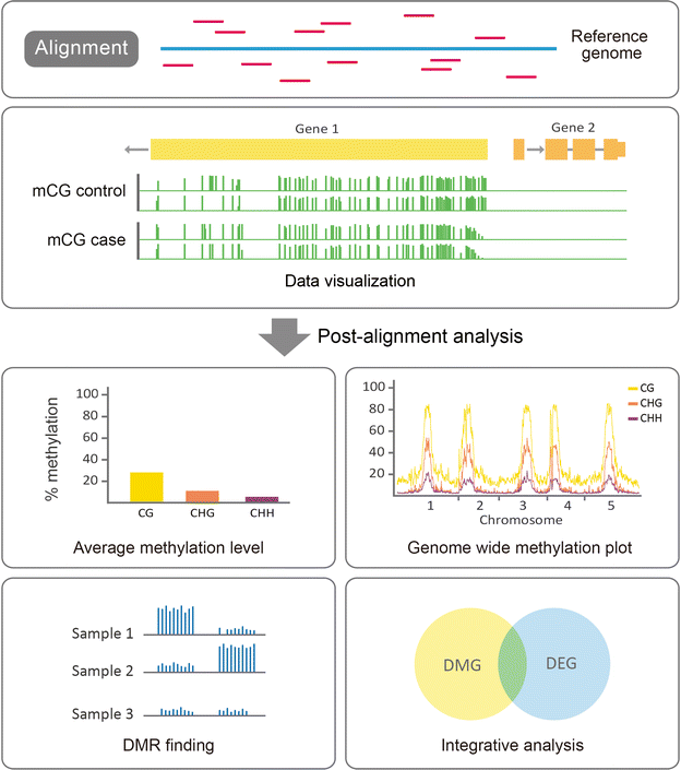Profiling genome-wide DNA methylation | Epigenetics & Chromatin | Full Text