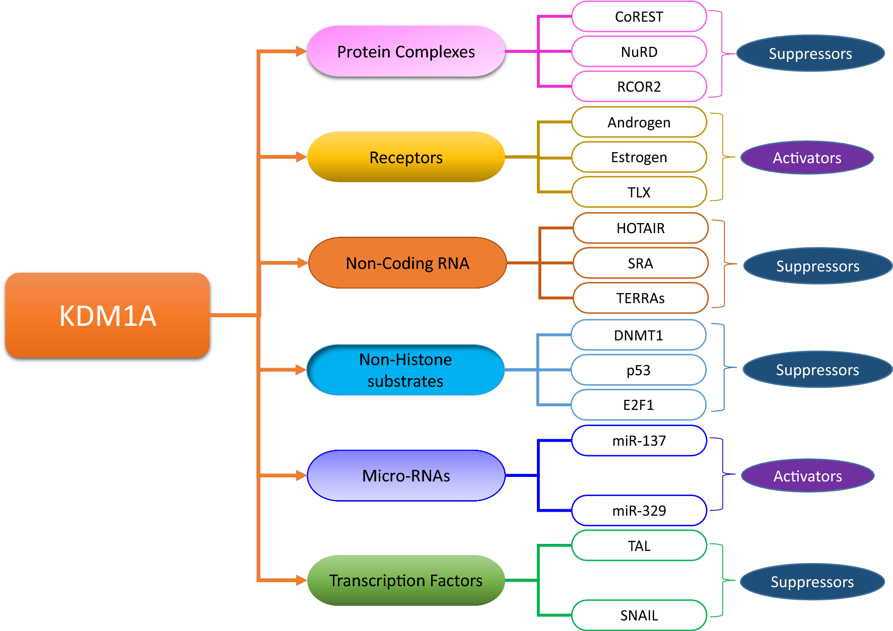 KDM1A microenvironment, its oncogenic potential, and therapeutic ...