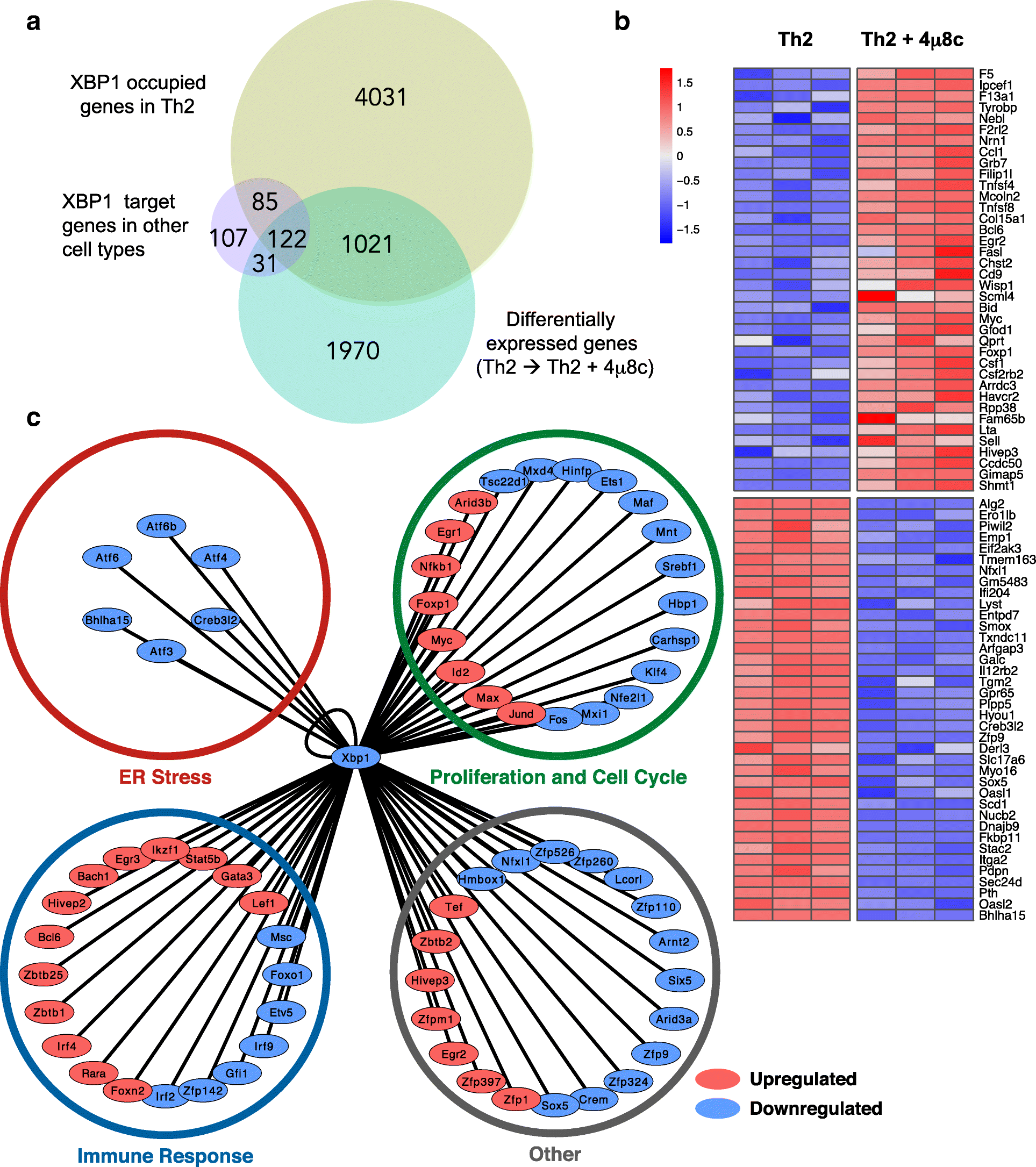 Genome-wide analyses reveal the IRE1a-XBP1 pathway promotes T helper ...