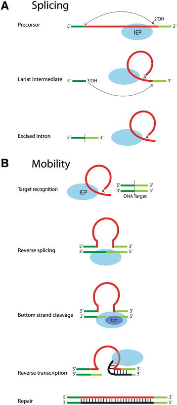 Evolution of group II introns | Mobile DNA | Full Text