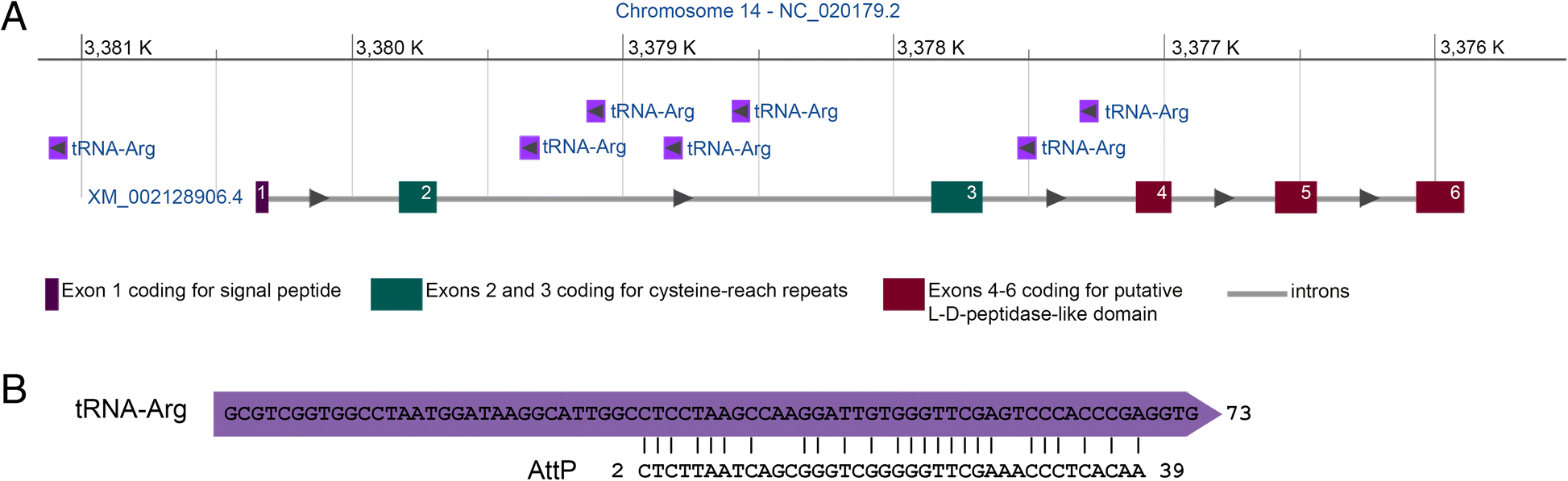 Features of a novel protein, rusticalin, from the ascidian Styela ...