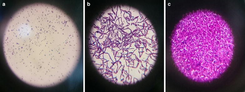 Isolation and identification of halotolerant soil bacteria from coastal Patenga area | BMC ...
