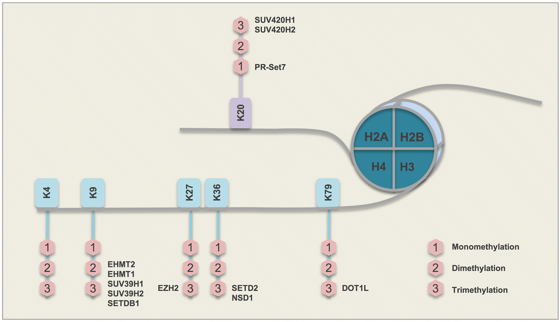 Tackling malignant melanoma epigenetically: histone lysine methylation | Clinical Epigenetics ...