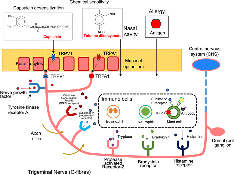 The role of flavor and fragrance chemicals in TRPA1 (transient receptor potential cation channel ...
