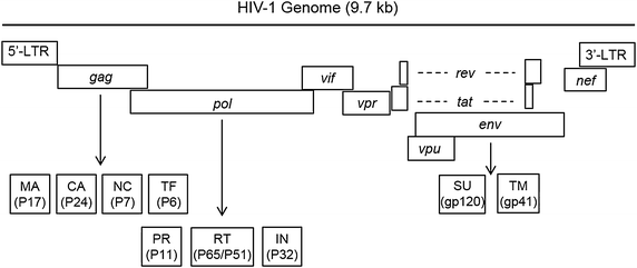 Molecular characterization of HIV-1 genome in fission yeast ...