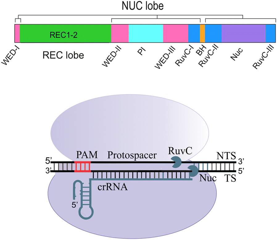 CRISPR Cpf1 proteins: structure, function and implications for genome ...