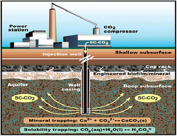 Formations of calcium carbonate minerals by bacteria and its multiple ...