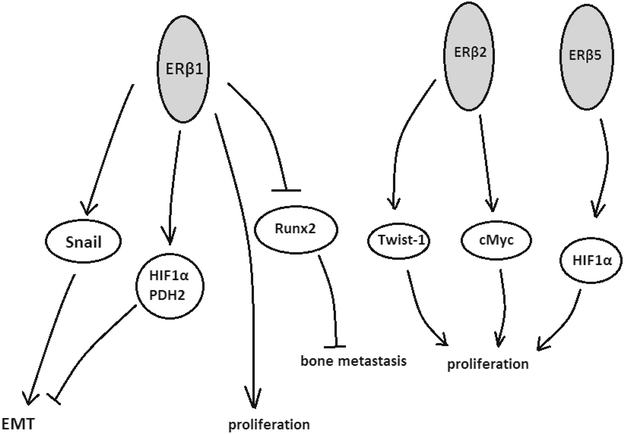 Oestrogens and oestrogen receptors in prostate cancer | SpringerPlus ...