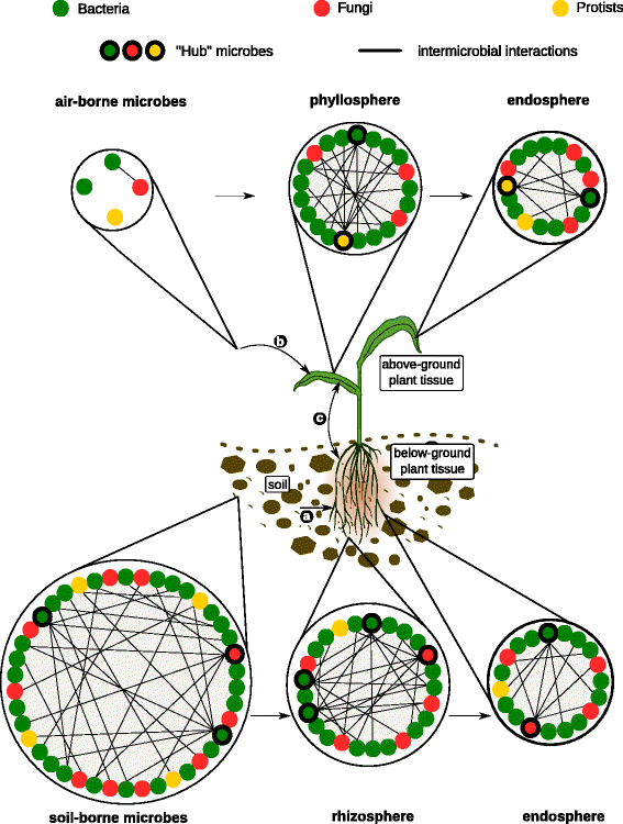 Microbial interactions within the plant holobiont | Microbiome | Full Text