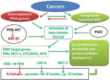 Thermodynamics in cancers: opposing interactions between PPAR gamma and ...