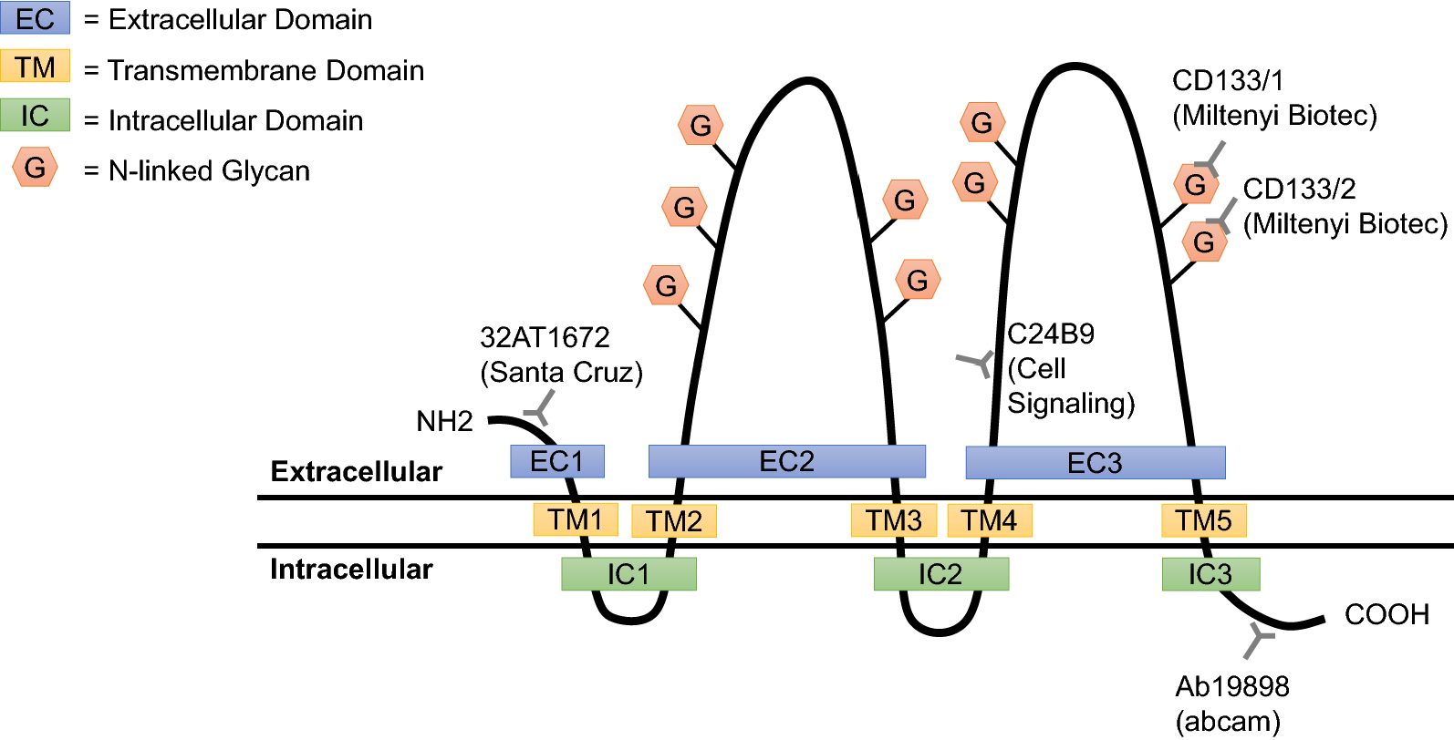 The role of CD133 in cancer: a concise review | Clinical and ...