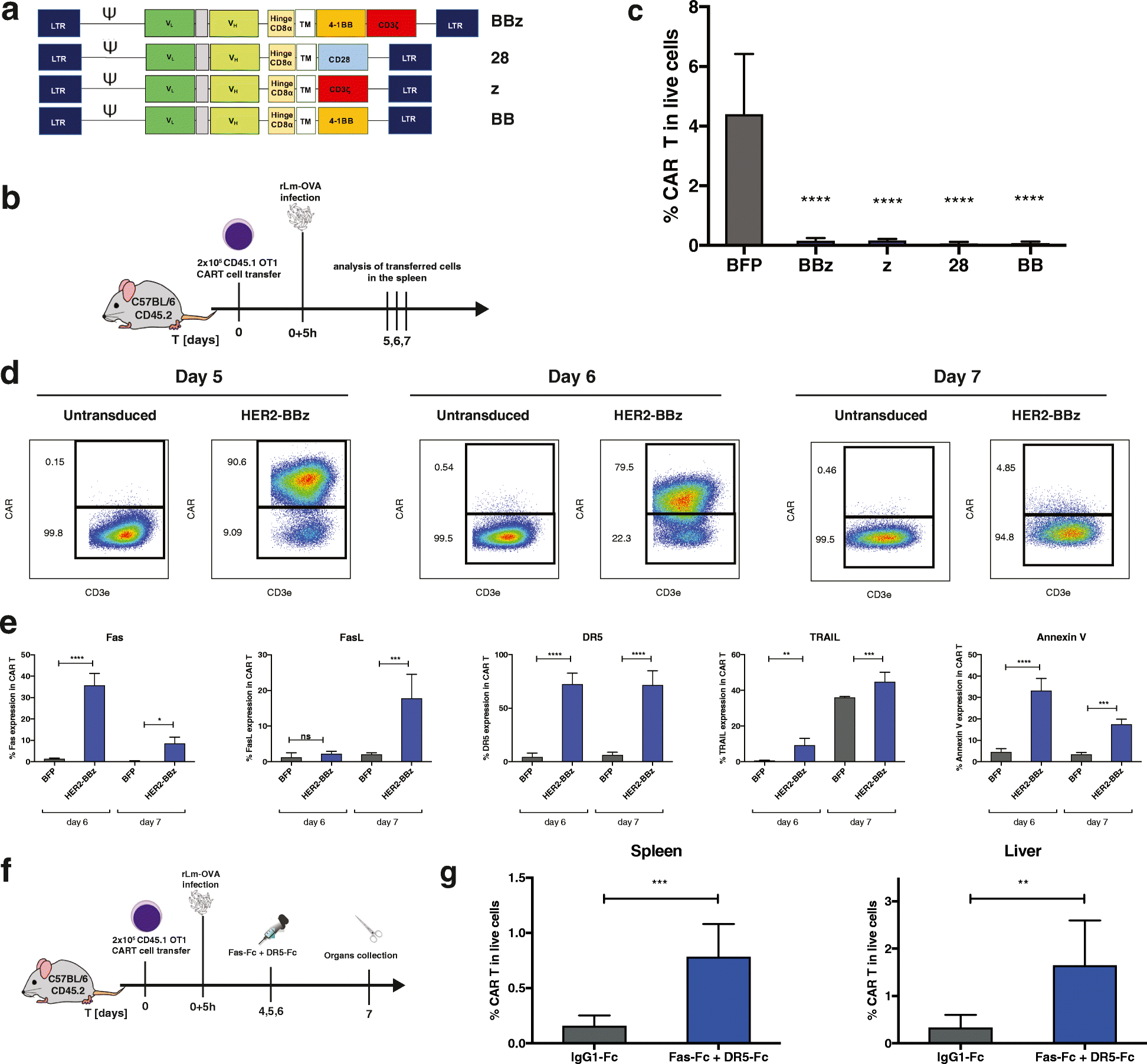 CART cells are prone to Fas- and DR5-mediated cell death | Journal for ...