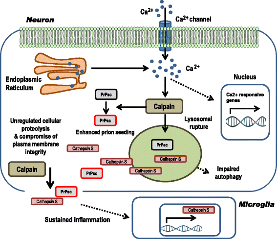 Altered Ca2+ homeostasis induces Calpain-Cathepsin axis activation in ...