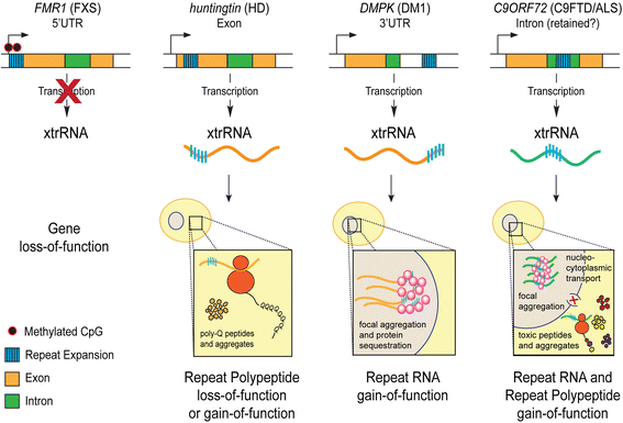 RNA biology of disease-associated microsatellite repeat expansions | Acta Neuropathologica ...