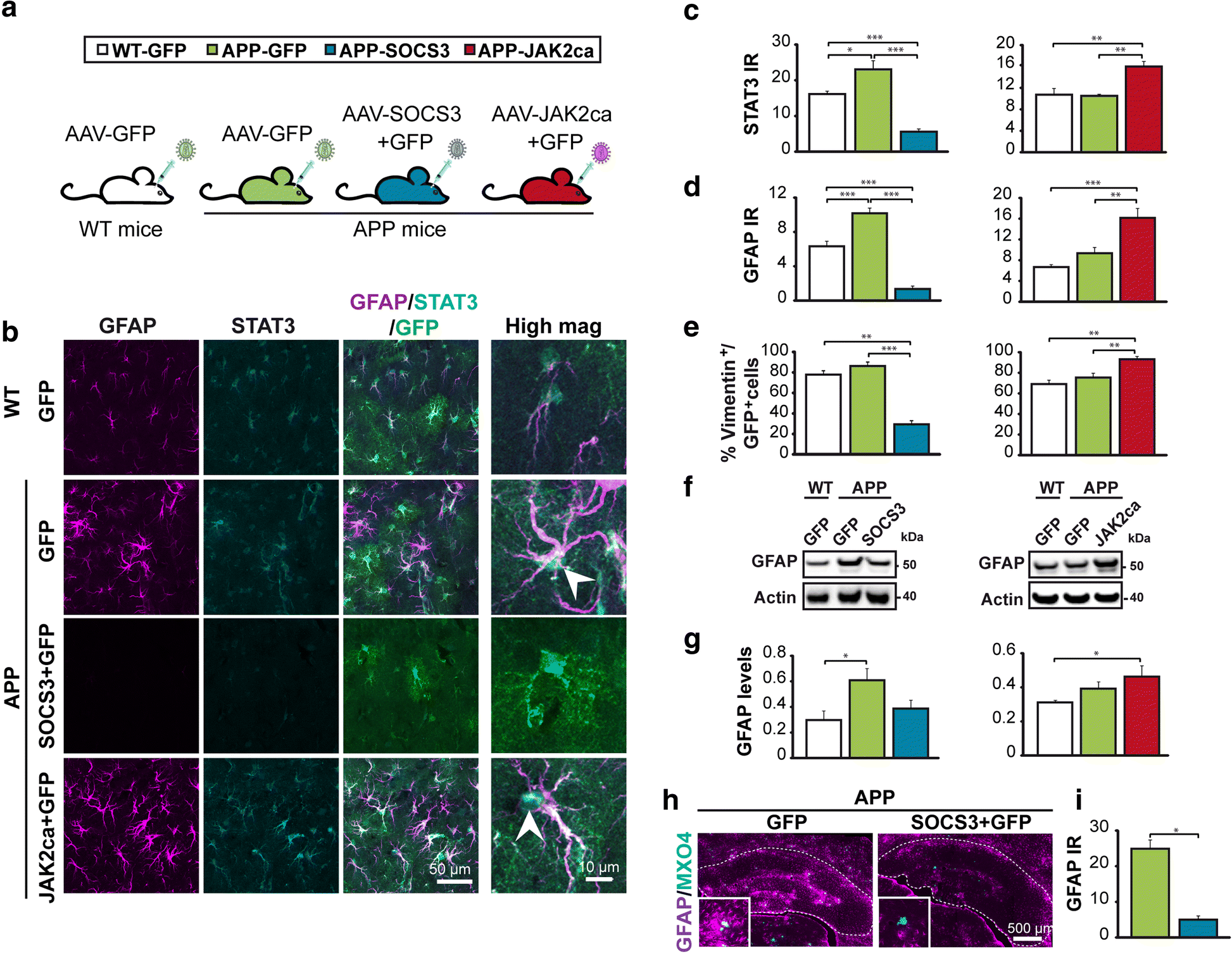 Modulation of astrocyte reactivity improves functional deficits in ...
