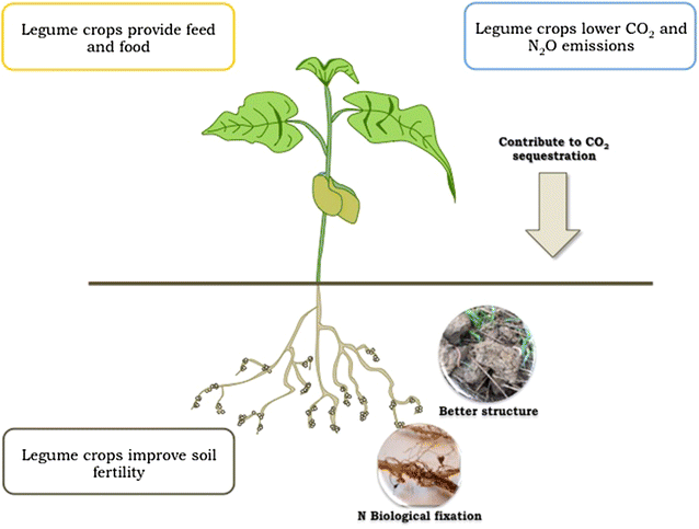 Multiple benefits of legumes for agriculture sustainability: an ...