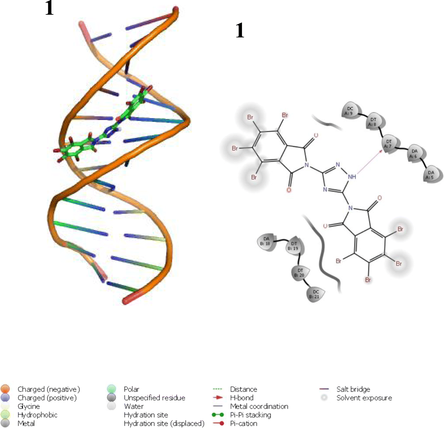 Investigation of DNA binding and molecular docking propensity of phthalimide derivatives: in ...